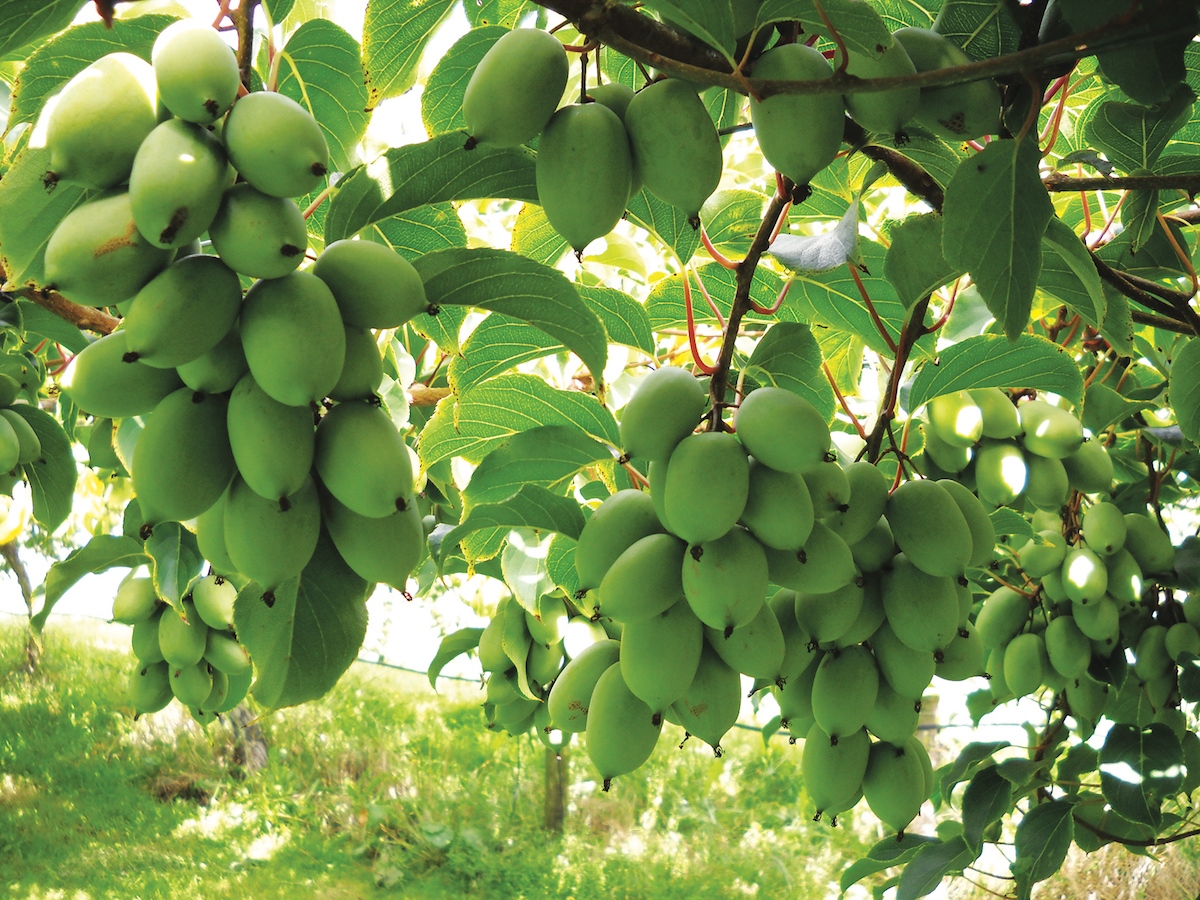 Nergi - die kleine Superfrucht - taste of love